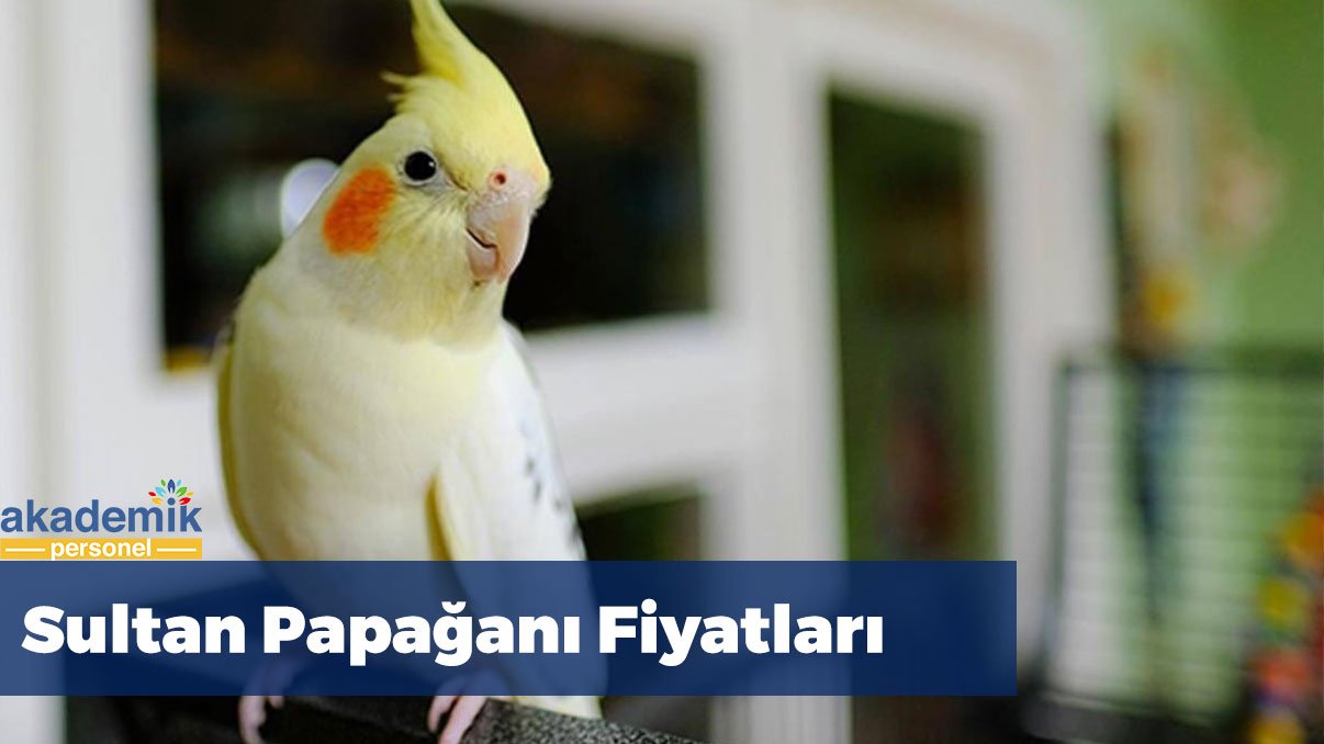 Sultan Papağanı Fiyatları 2023 - Dişi, Erkek, Beyaz, Konuşan...